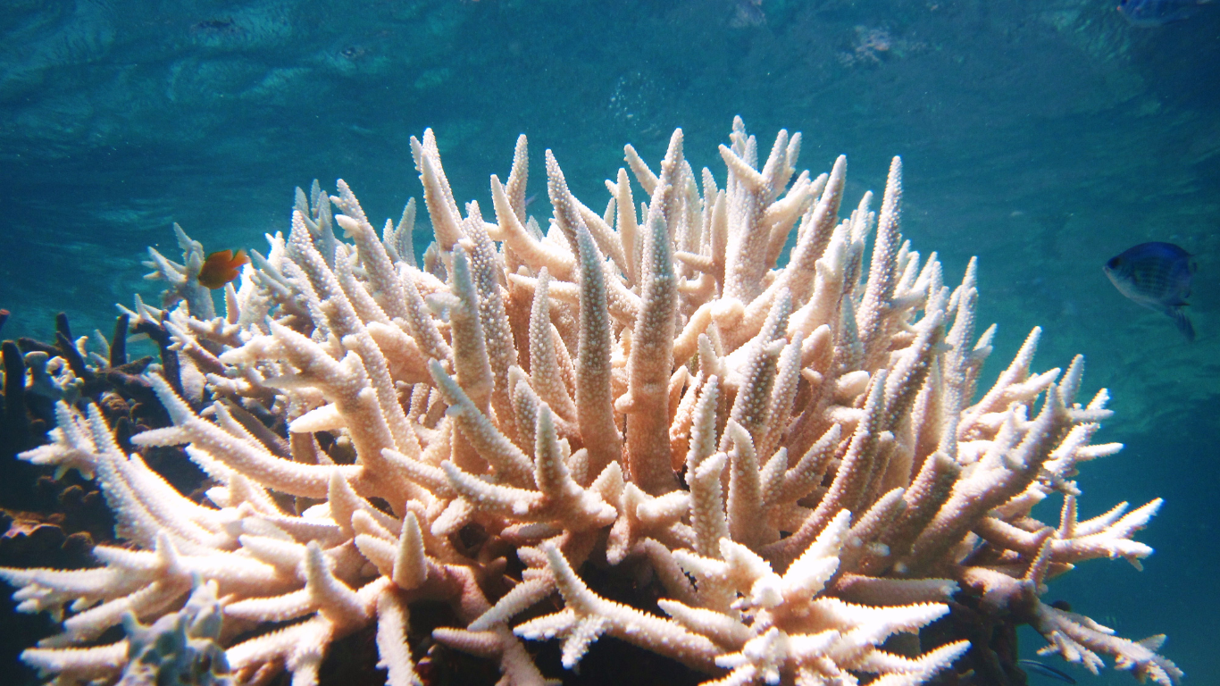 coral reef bleaching process