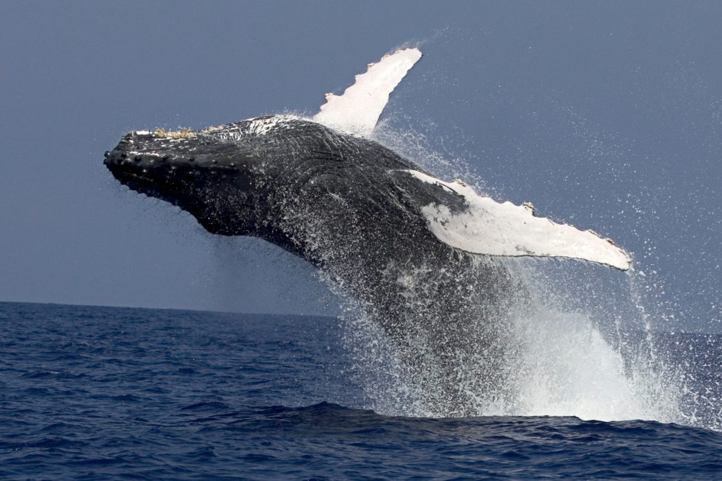 Super-Raft Whale Watching Experience in Kona
